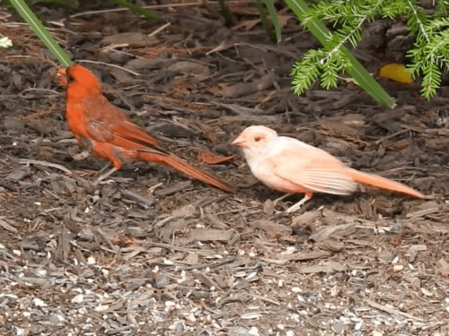 Albino, White & Leucistic Cardinals - BirdieExpert
