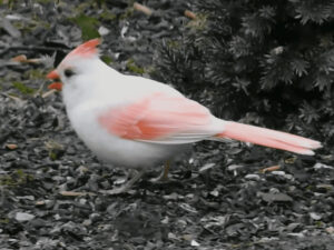 Albino, White & Leucistic Cardinals - BirdieExpert