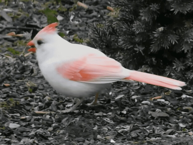 Albino, White & Leucistic Cardinals - BirdieExpert