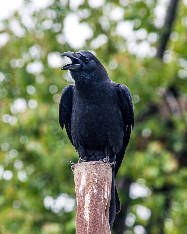Can You Teach A Crow To Talk? [Answered] - BirdieExpert