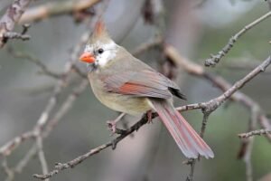 Albino, White & Leucistic Cardinals - BirdieExpert