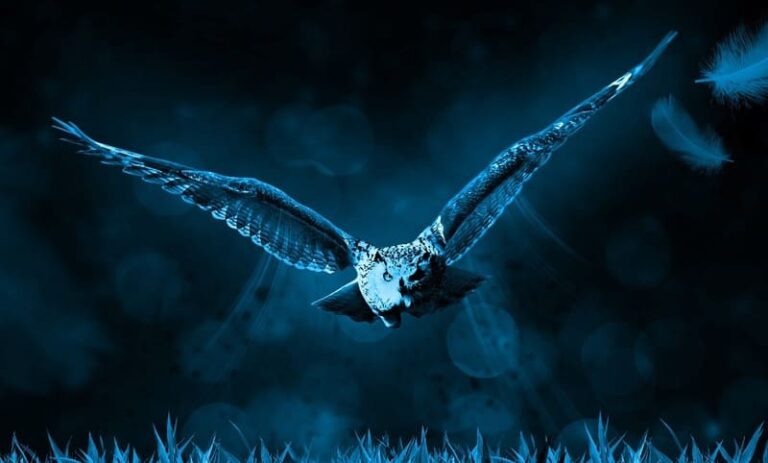 Do Birds Fly At Night? [All About Night Birds] - BirdieExpert