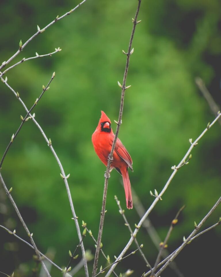 How To Attract Cardinals To Your Yard?