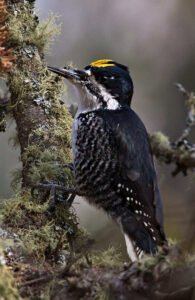 11 Species Of Woodpeckers In Washington State (with Photos)