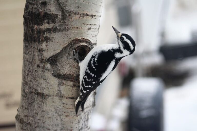 11 Species Of Woodpeckers In Washington State (with Photos)