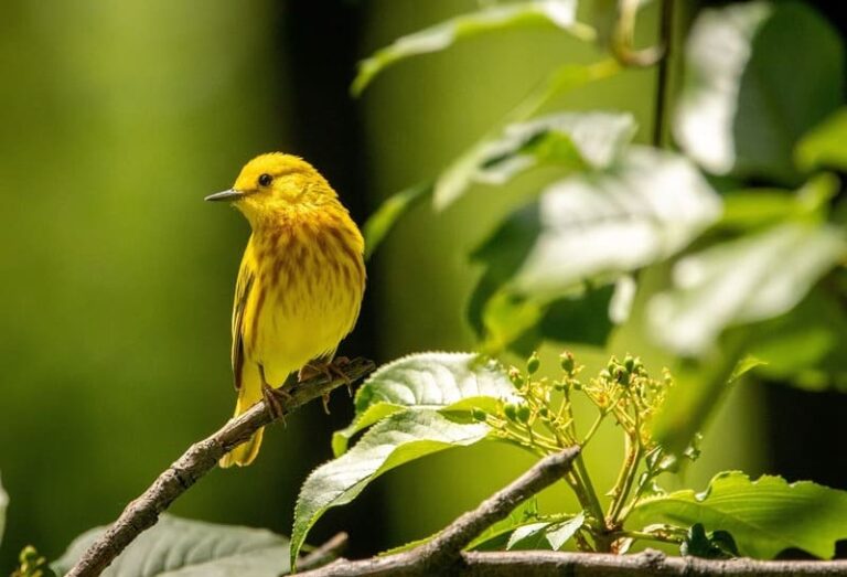 15 Small Yellow Birds You Don't Know — BirdieExpert