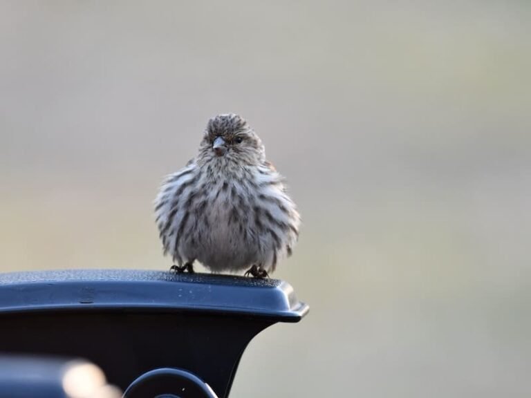 15 Small Birds In Massachusetts (With Pictures)