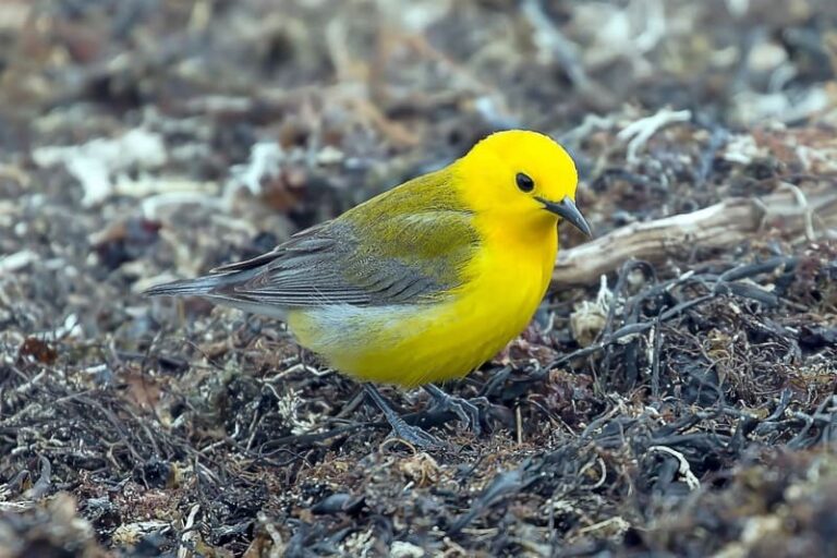15 Small Yellow Birds You Don't Know — BirdieExpert