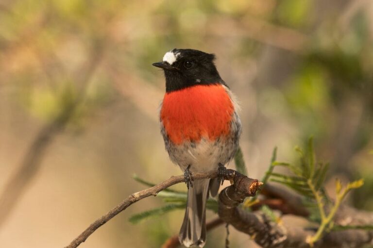 15 Small Bird With Red Chest (With Photo) — BirdieExpert