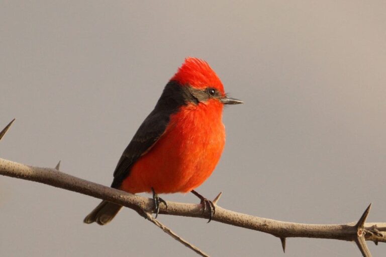 15 Small Bird With Red Chest (With Photo) — BirdieExpert