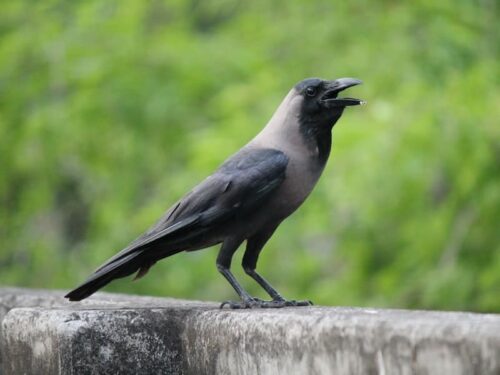 How Long Do Crows Live? [explained] - BirdieExpert