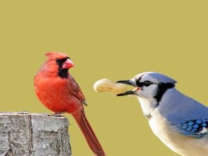 Blue Jay VS Cardinal (All You Need To Know) — BirdieExpert